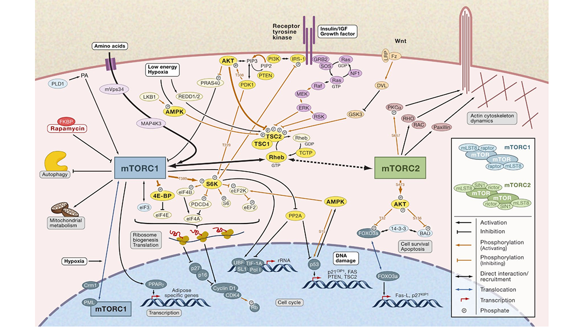 mTOR通路没你想的那么简单